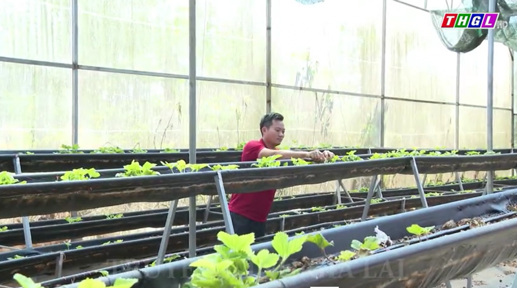 Câu chuyện khởi nghiệp của chàng thanh niên thế hệ 8x huyện Ia Grai ...